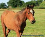 5 Things You Can Do With A Yearling - Passionate Horsemanship