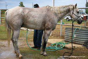 Cleaning A Horses Sheath - Passionate Horsemanship